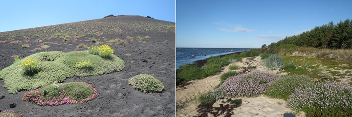 Mulla koostis, teke ja areng